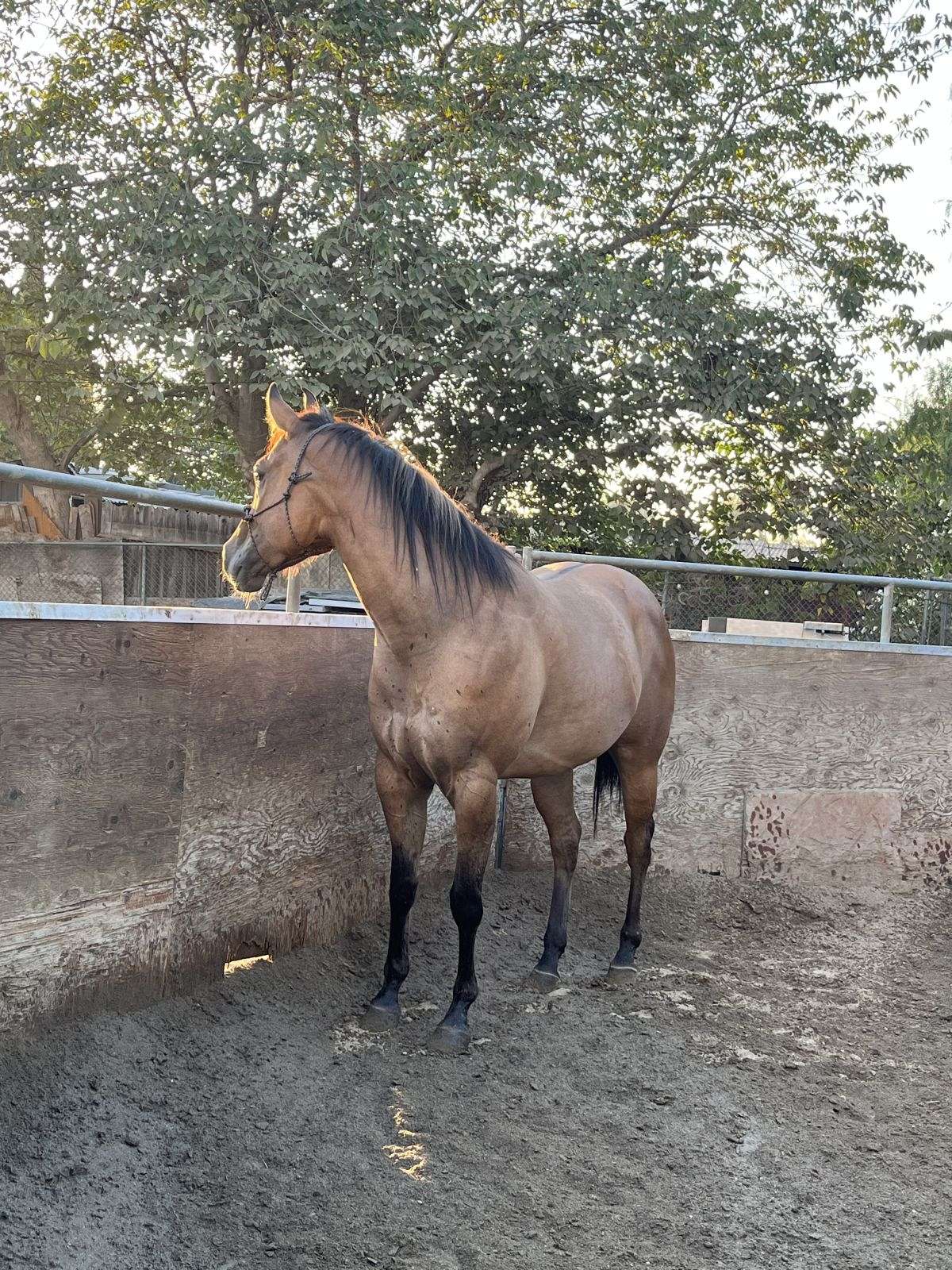 AQHA Gelding
