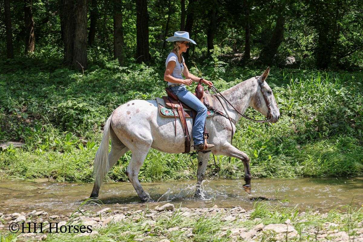 Unique Varnish Roan Appaloosa John Mule, Neck Reins, Ranch Work, Trails