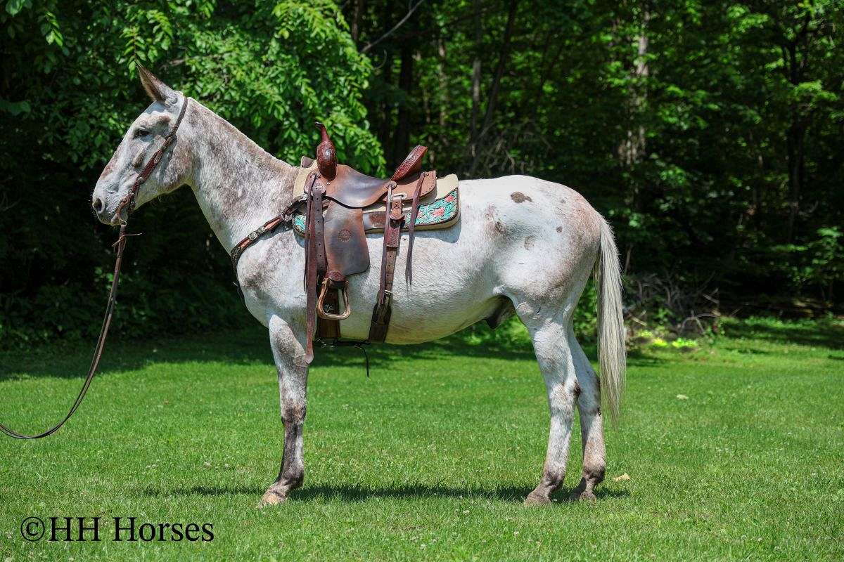 Unique Varnish Roan Appaloosa John Mule, Neck Reins, Ranch Work, Trails