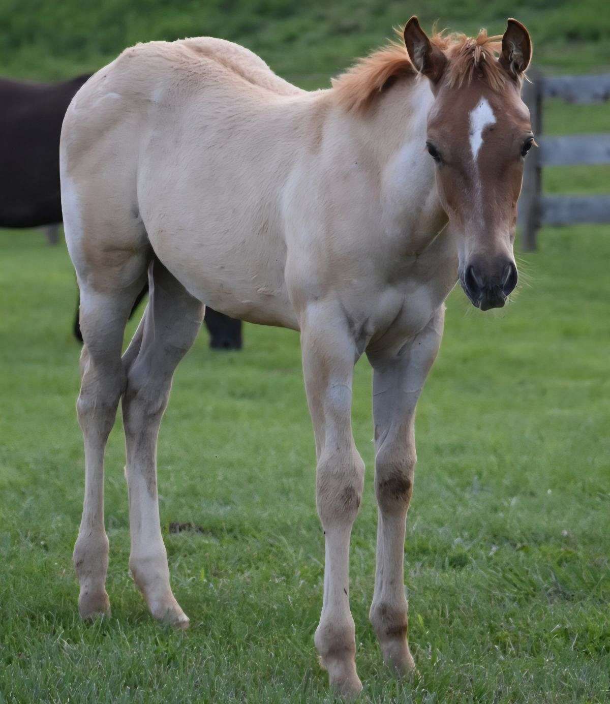 AQHA Red Dun Roan Filly Running Cow Cross. Versatility