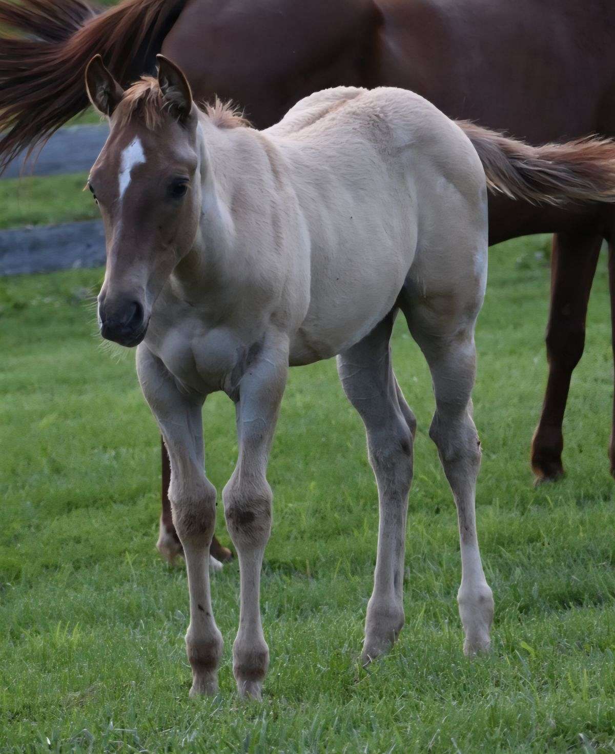 AQHA Red Dun Roan Filly Running Cow Cross. Versatility