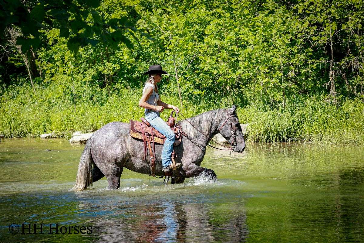 Handsome Big Stout Steel Gray Percheron Quarter Horse Crossbred Gelding