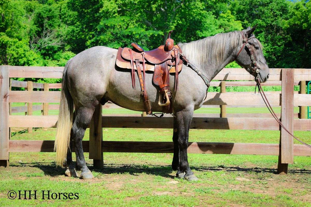 Handsome Big Stout Steel Gray Percheron Quarter Horse Crossbred Gelding