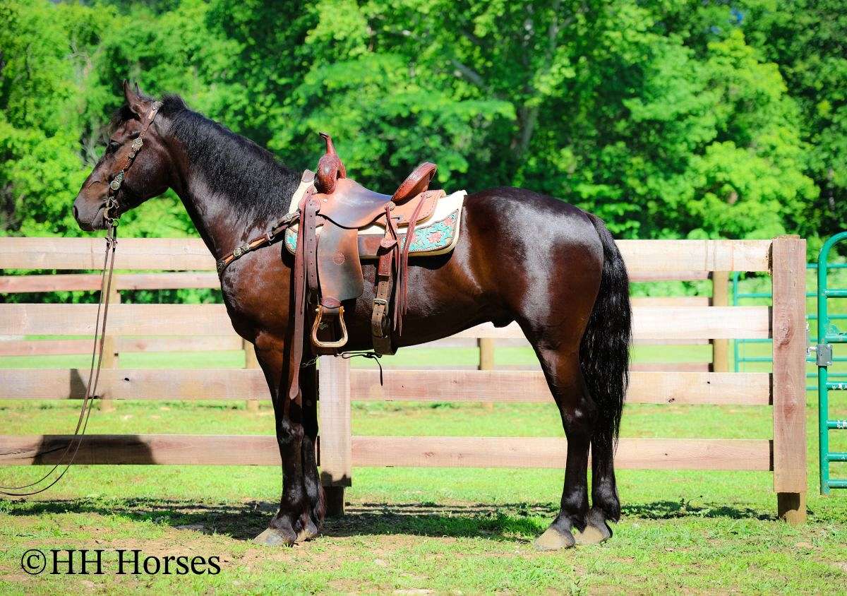 Nice Moving Black Friesian Morgan Crossbred Gelding, Rides and Drives