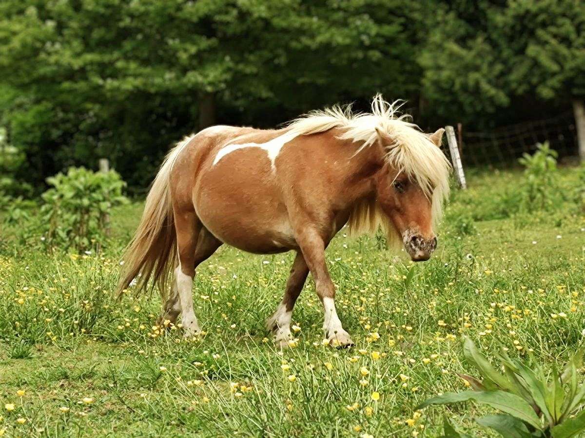 Silver Bay Pinto Mare