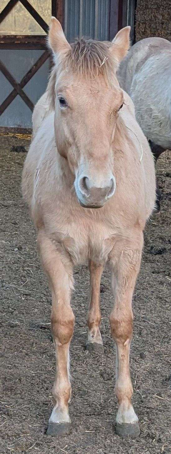 2025 AQHA Gold Champagne Dun Stallion