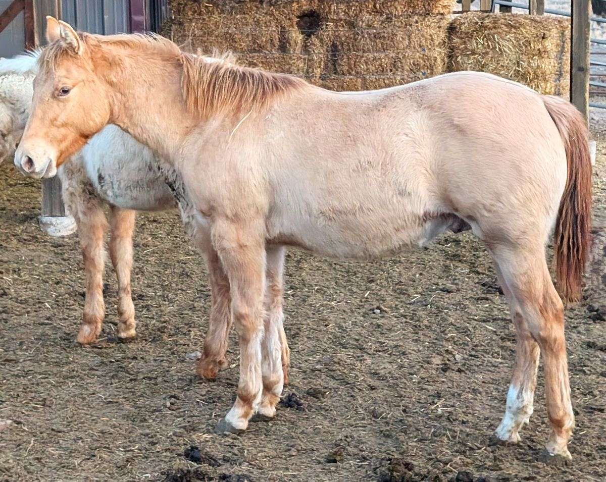 2025 AQHA Gold Champagne Dun Gelding