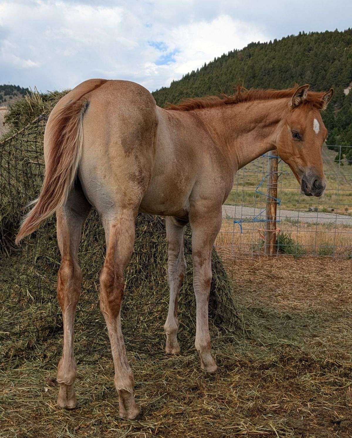 2025 AQHA Red Dun Roan Stallion