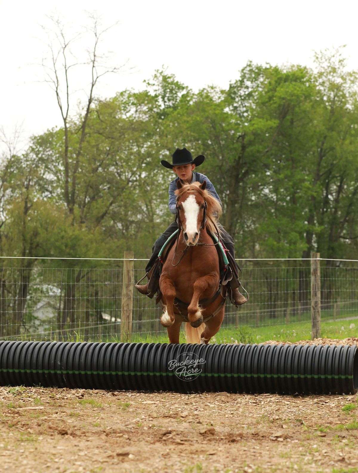 Ringo a 8 Yr 46in Sorrel Pony Gelding| Kid Safe | Beginner Safe