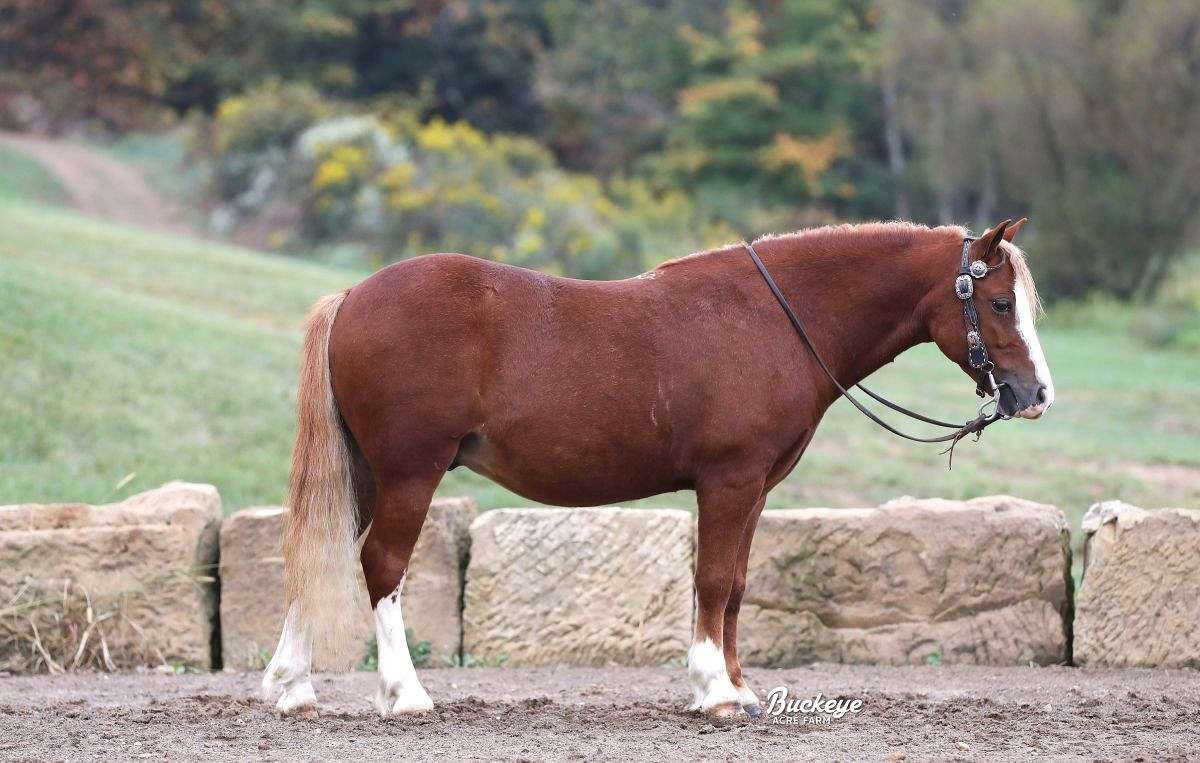 Ringo a 8 Yr 46in Sorrel Pony Gelding| Kid Safe | Beginner Safe