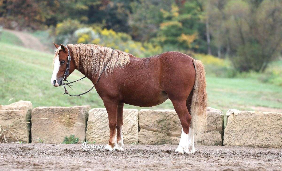 Ringo a 8 Yr 46in Sorrel Pony Gelding| Kid Safe | Beginner Safe