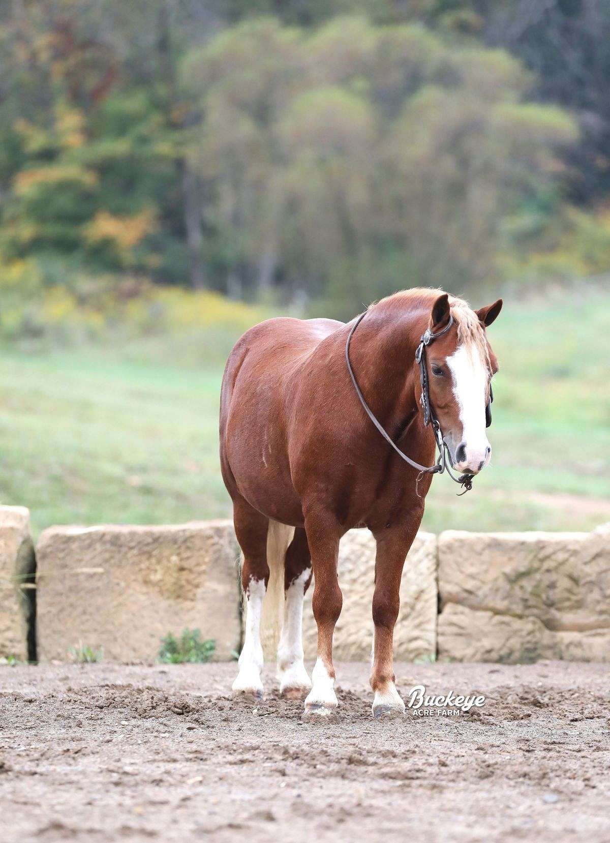 Ringo a 8 Yr 46in Sorrel Pony Gelding| Kid Safe | Beginner Safe