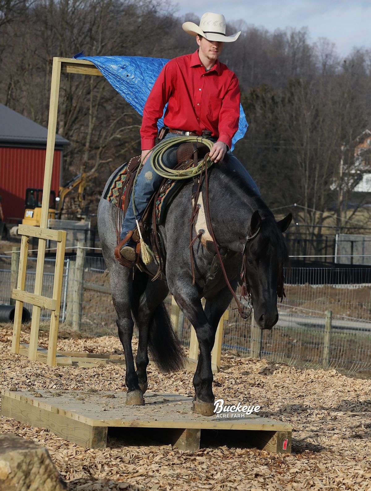 This 2020 AQHA Blue Roan Gelding 15.1 Hands and is the Complete Package