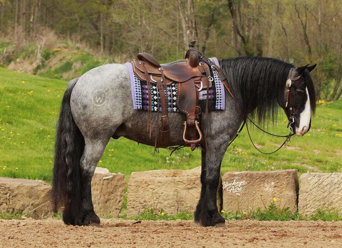 5-Year-Old Blue Roan Gypsy Cross Gelding Standing At 14.1 Hands Tall