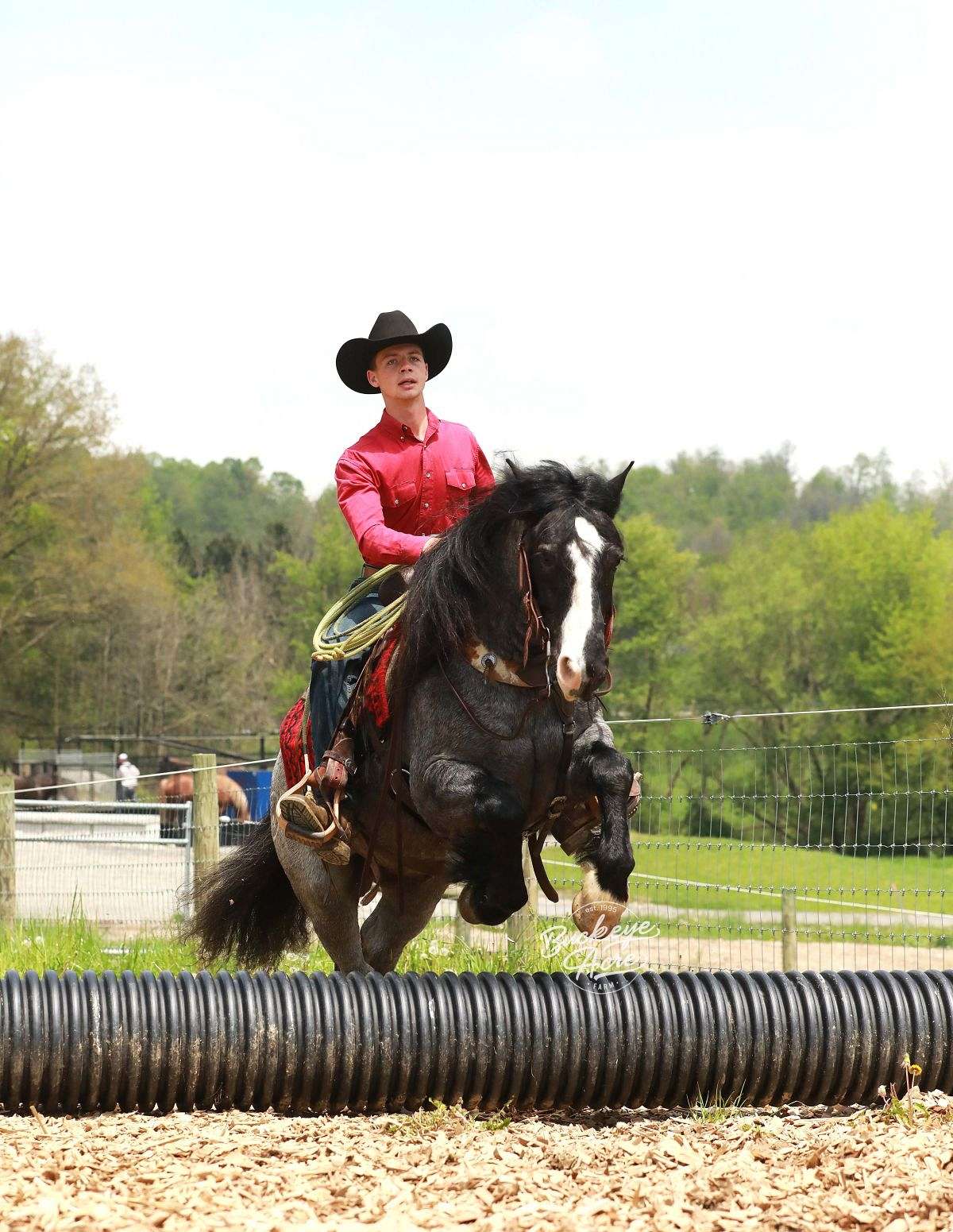 5-Year-Old Blue Roan Gypsy Cross Gelding Standing At 14.1 Hands Tall
