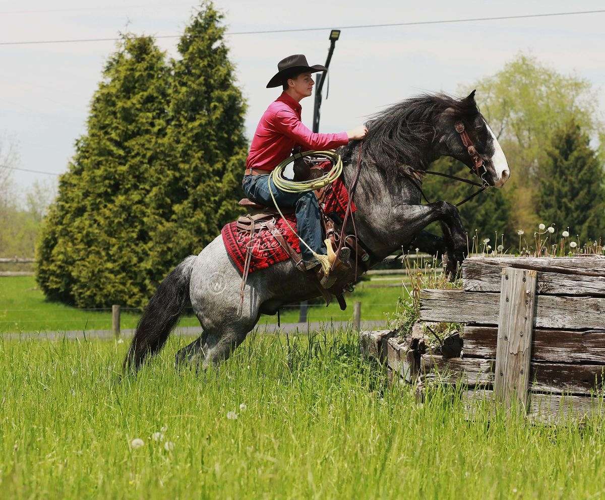 5-Year-Old Blue Roan Gypsy Cross Gelding Standing At 14.1 Hands Tall