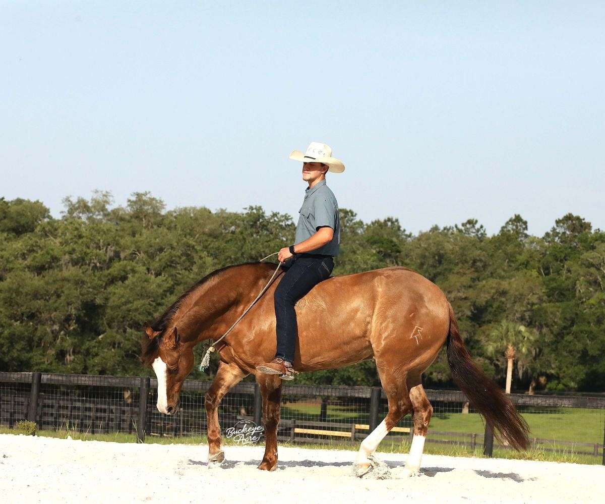 Tinsel a 6 Yr 15 Hands AQHA Grullo Dun Gelding| Premier Horse Sale