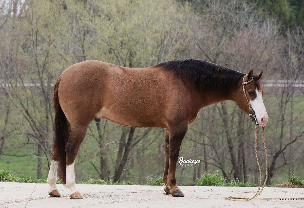 Tinsel a 6 Yr 15 Hands AQHA Grullo Dun Gelding| Premier Horse Sale