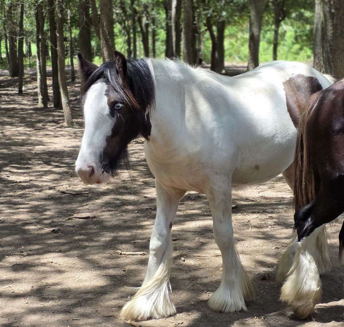 2024 Colt by Sd Empire Blue Eyes