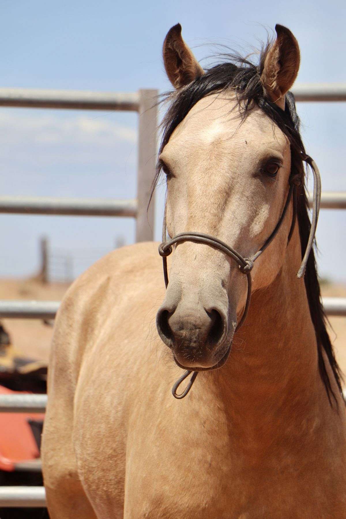 Beautiful Buckskin Mustang - Charro's Stetson