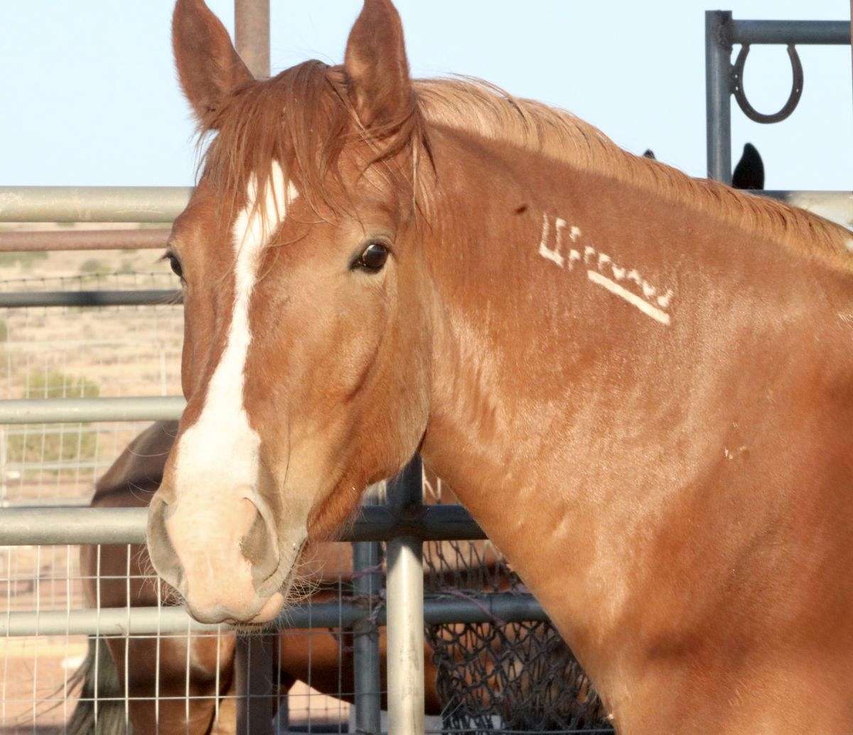 Sport Horse Mustang!