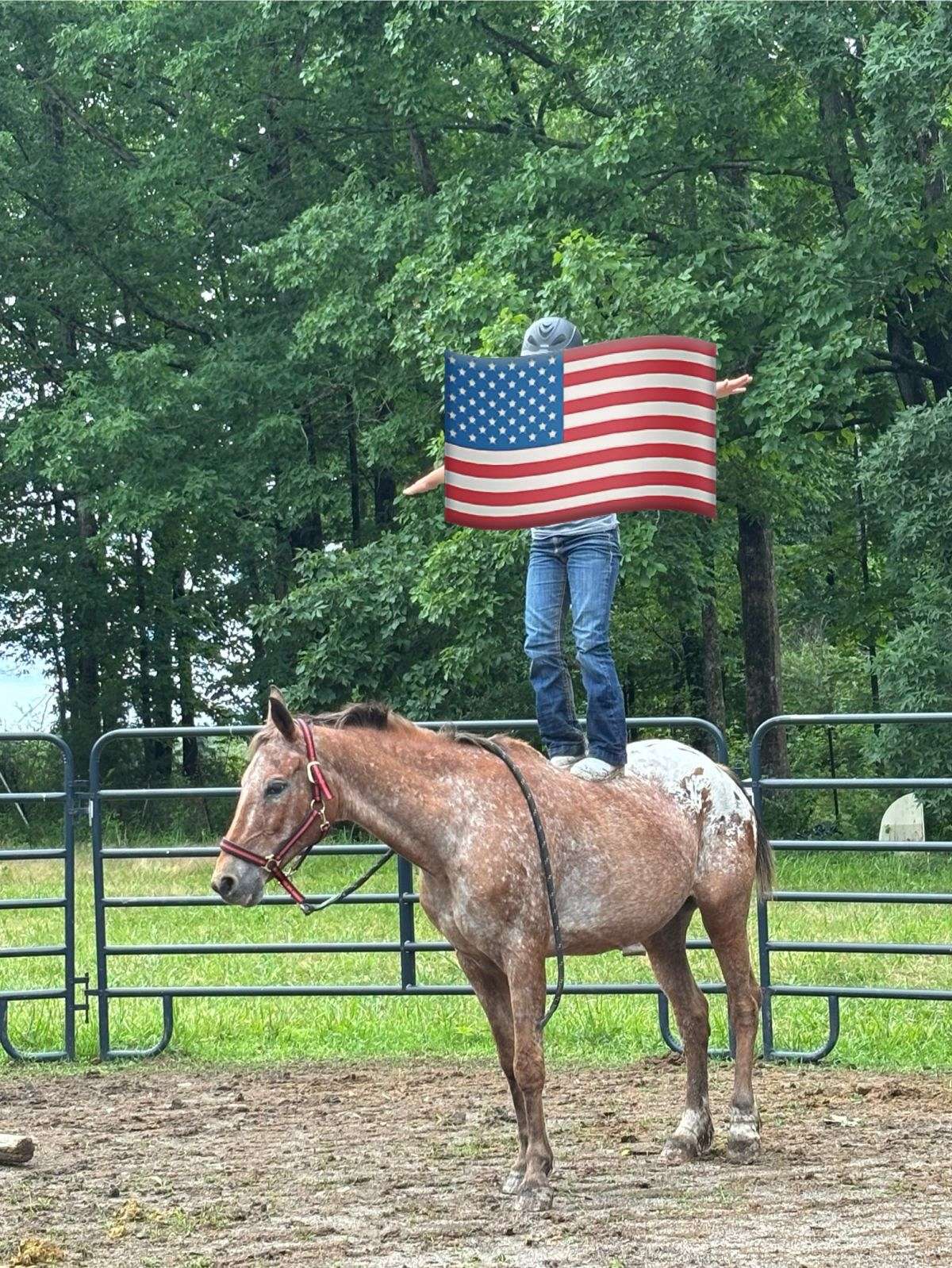 Chestnut Blanket Appaloosa