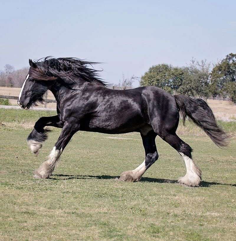 2023 SHIRE Sporthorse Colt – Eventing, Hunter/Jumper, OR Dressage Prospect