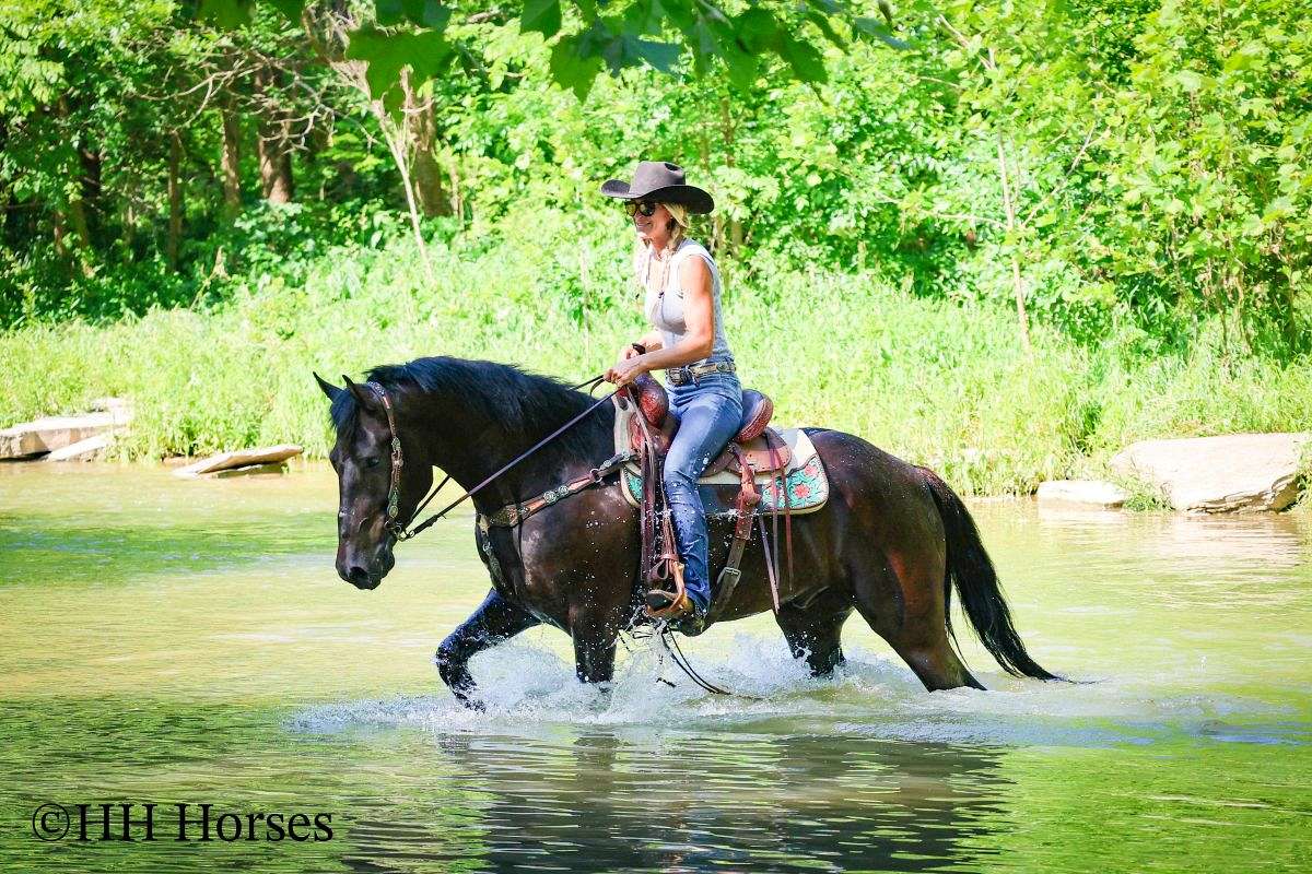 Handsome Black Friesian Morgan Crossbred Gelding, Rides and Drives