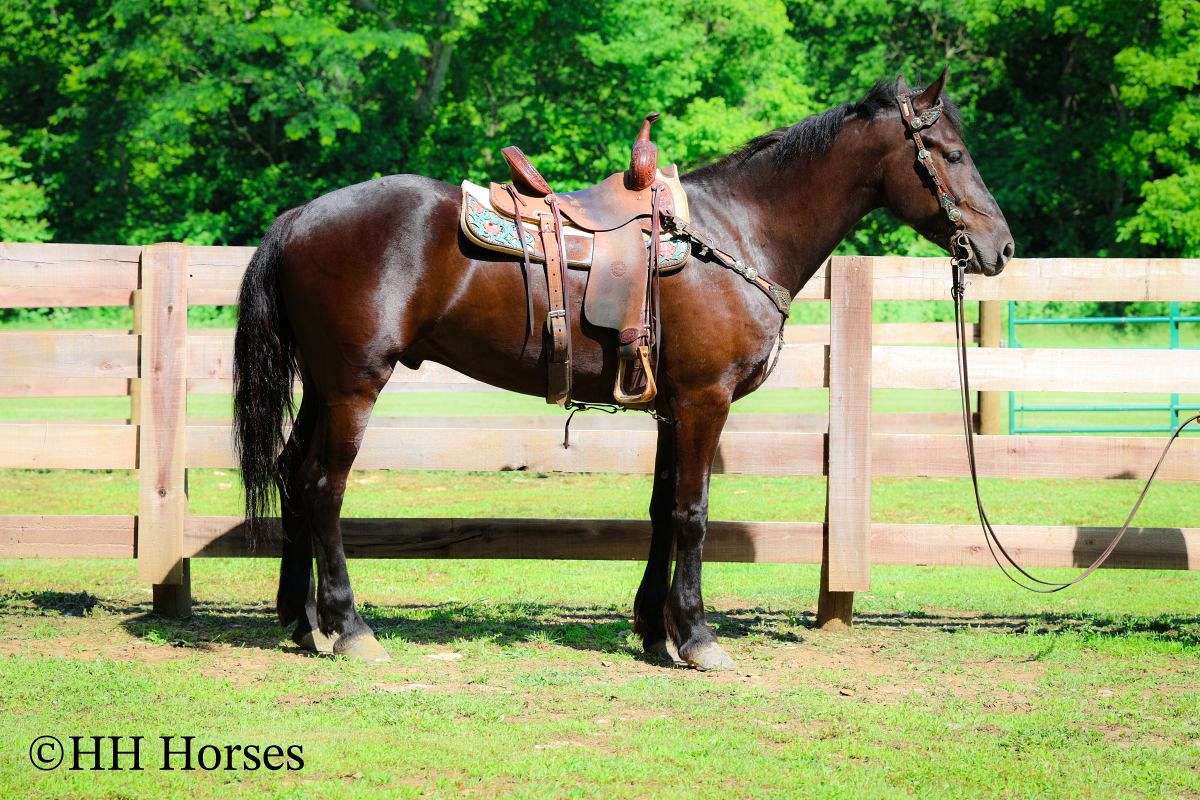 Handsome Black Friesian Morgan Crossbred Gelding, Rides and Drives