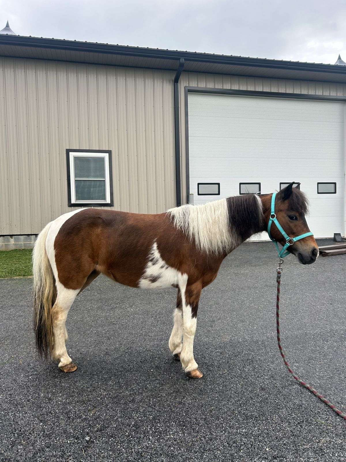 Pony Mare