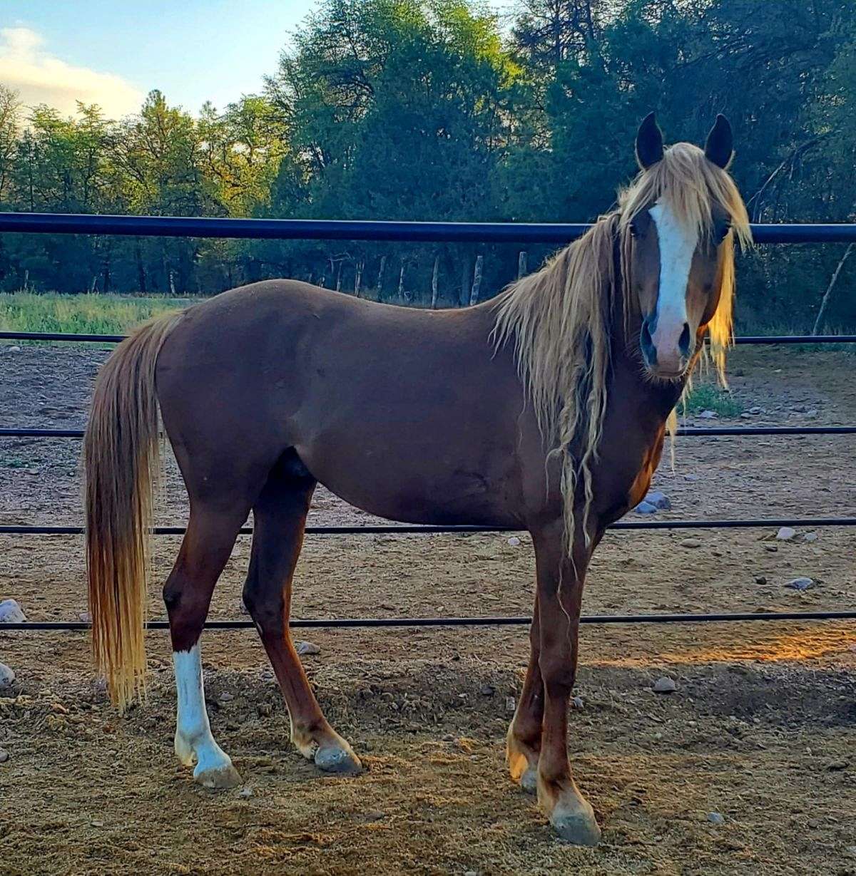 Aladdinn/Bask Pure Bred Arabian Stallion for Sale. Sold..