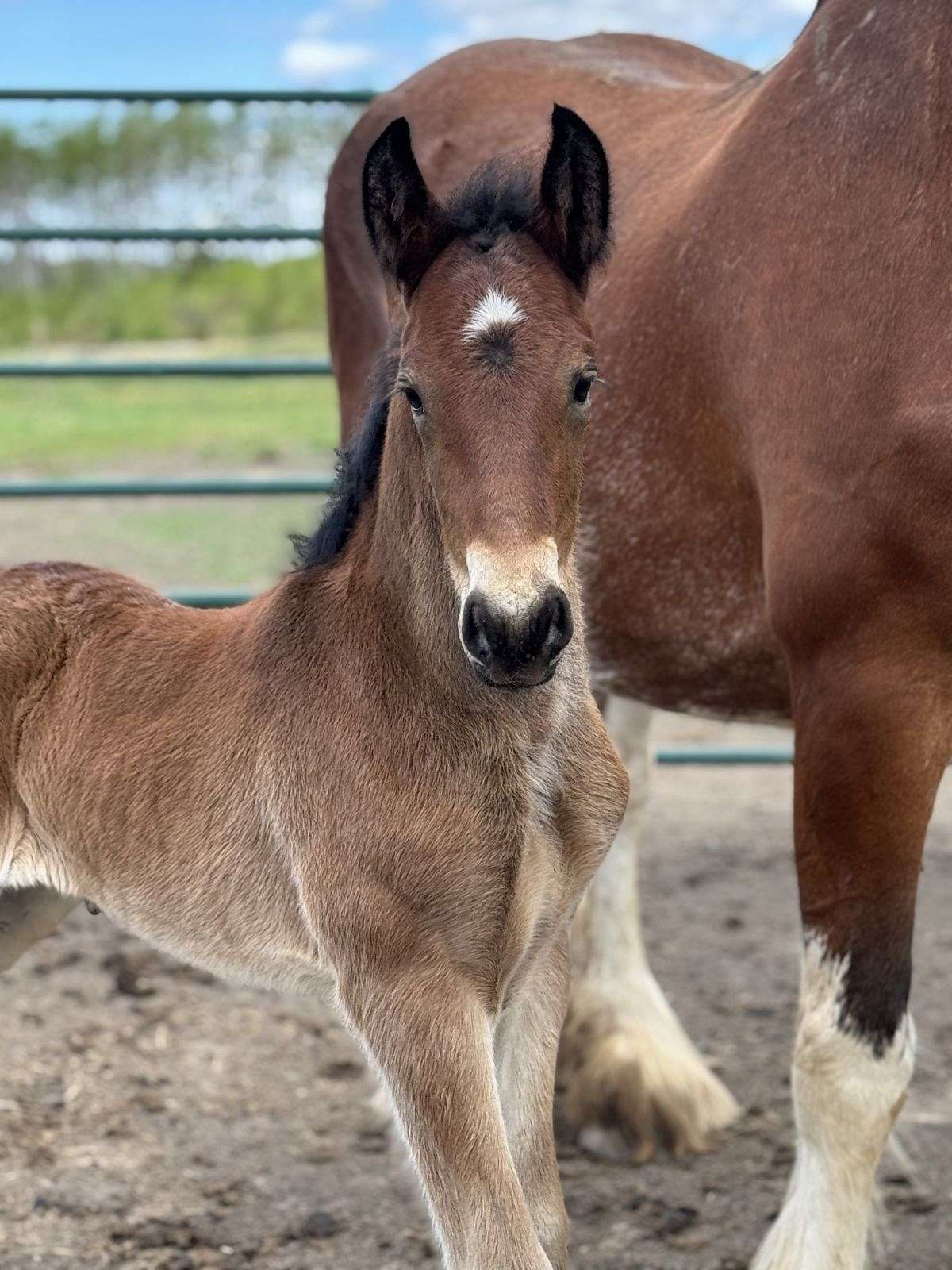 2025 Friesdale (Friesian X Clydesdale)