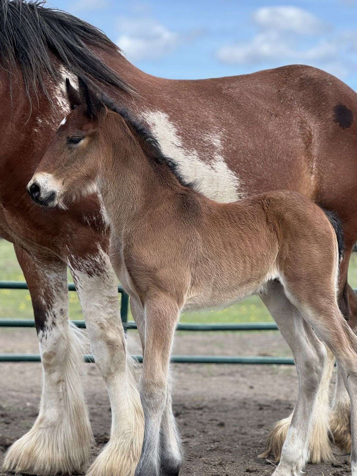 2025 Friesdale (Friesian X Clydesdale)