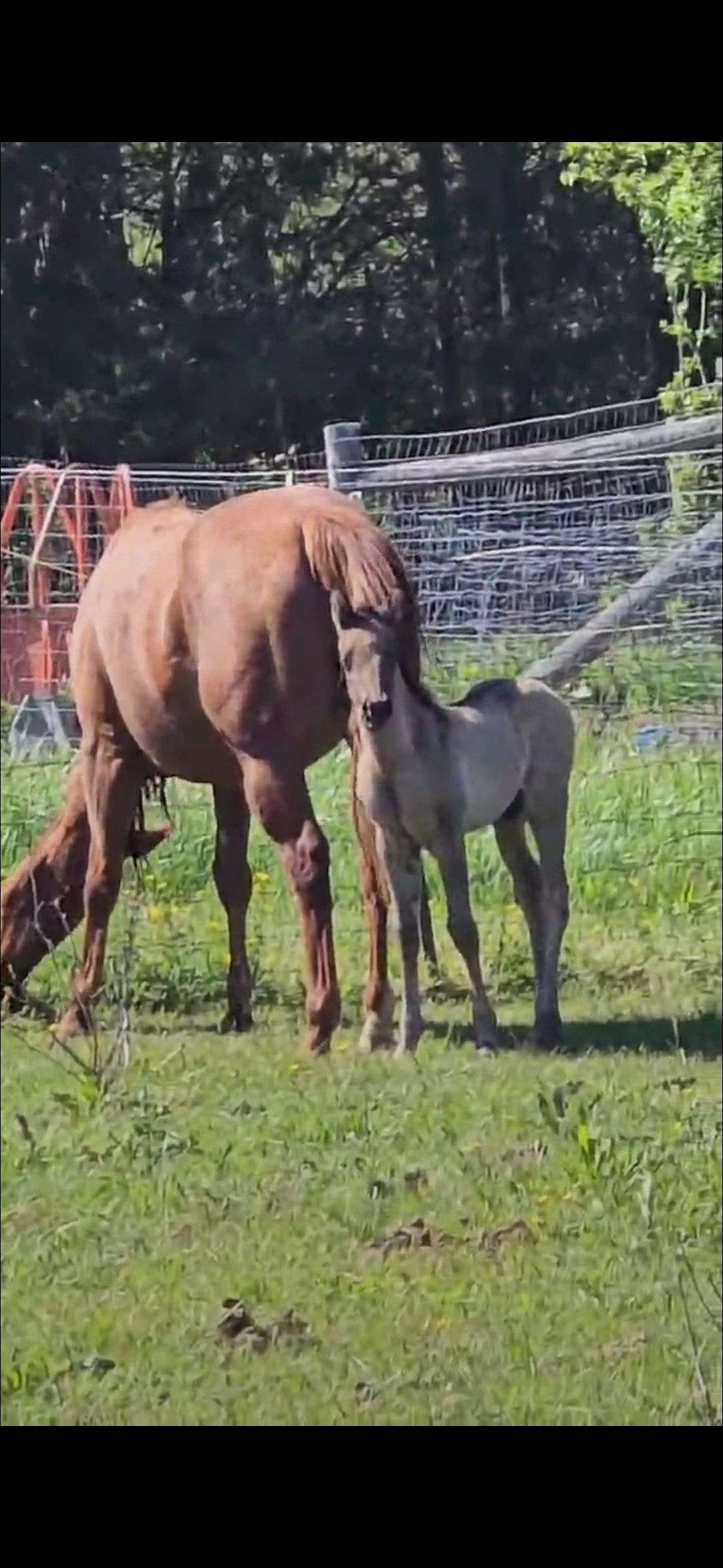 Colt,Quarter Horse, Gunner Dun It Again