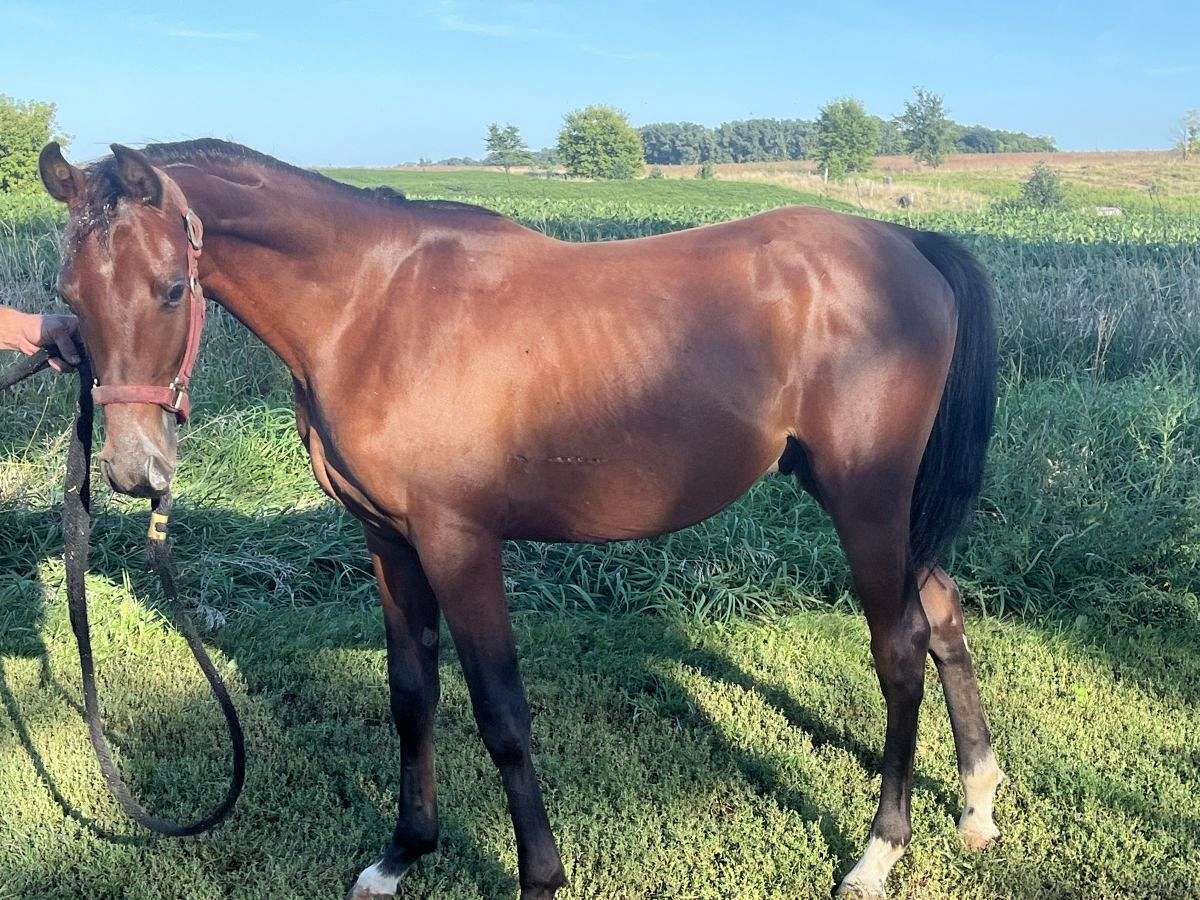 Bay Arabian Stallion