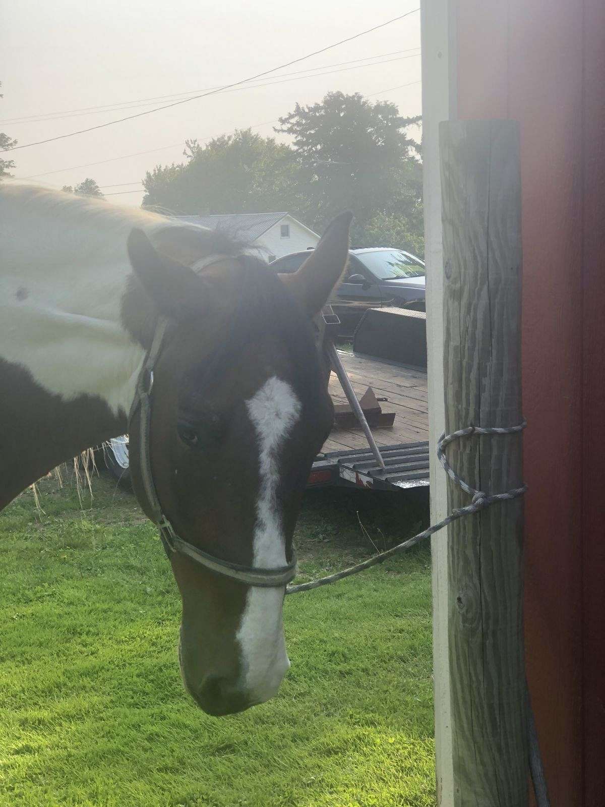 Quarter Horse Gelding