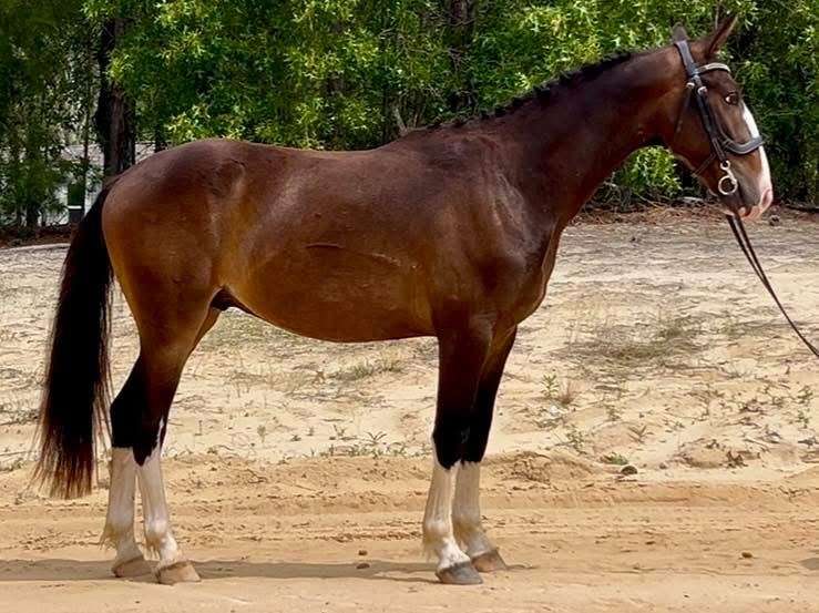 2 Year Old Clyde TB Cross Gelding