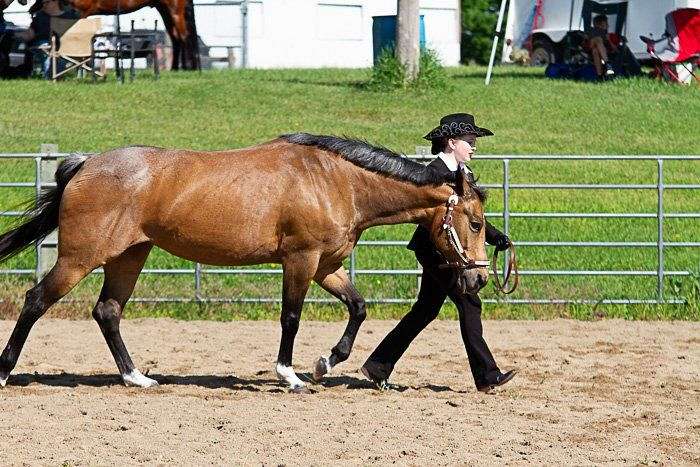 Gorgeous Multi Discipline AQHA Mare