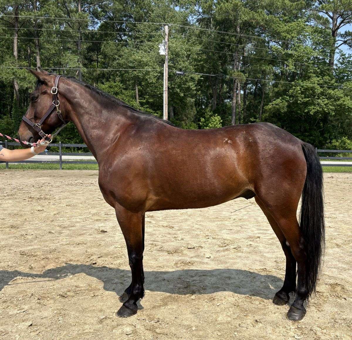 Gentle Gaited Gelding