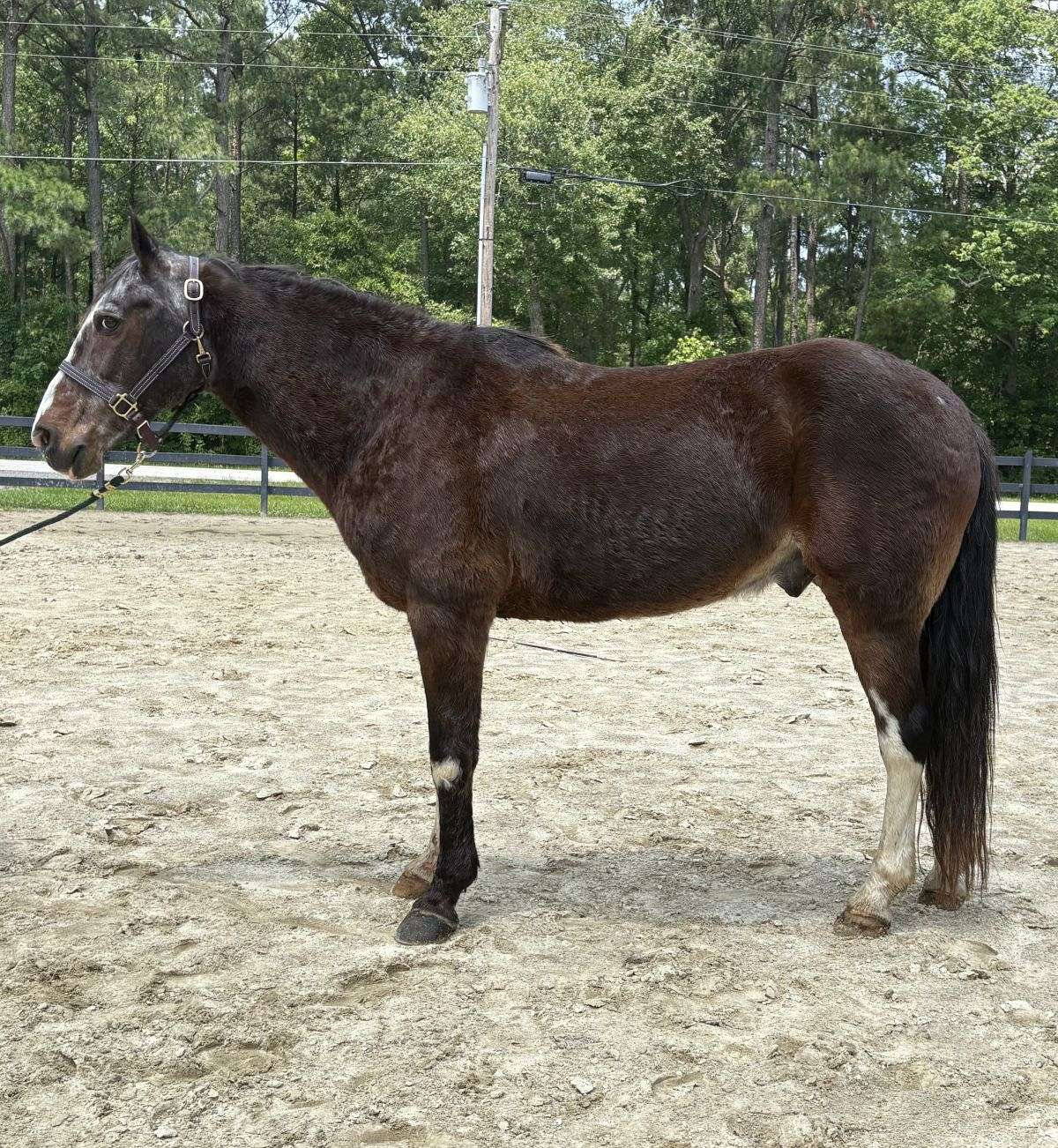 Bombproof QH Gelding