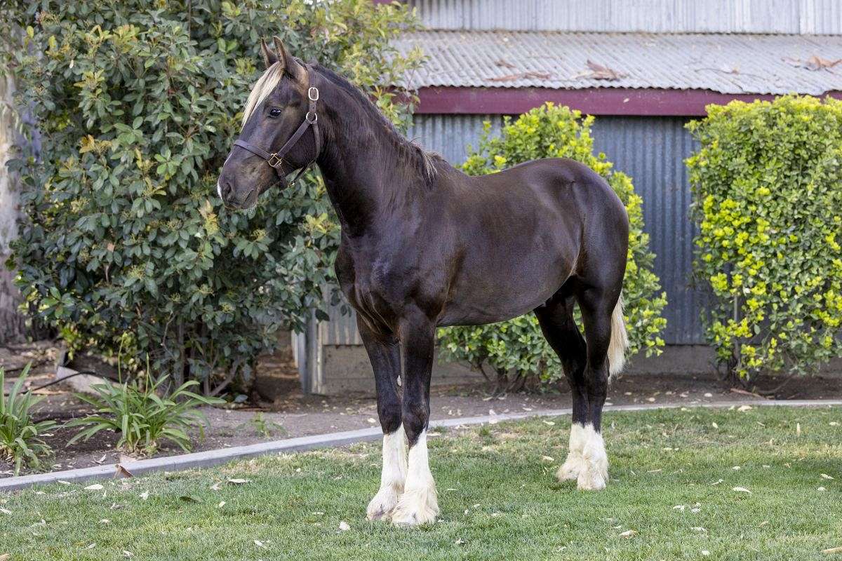 Saint George- Silver Dapple Colt Friesian