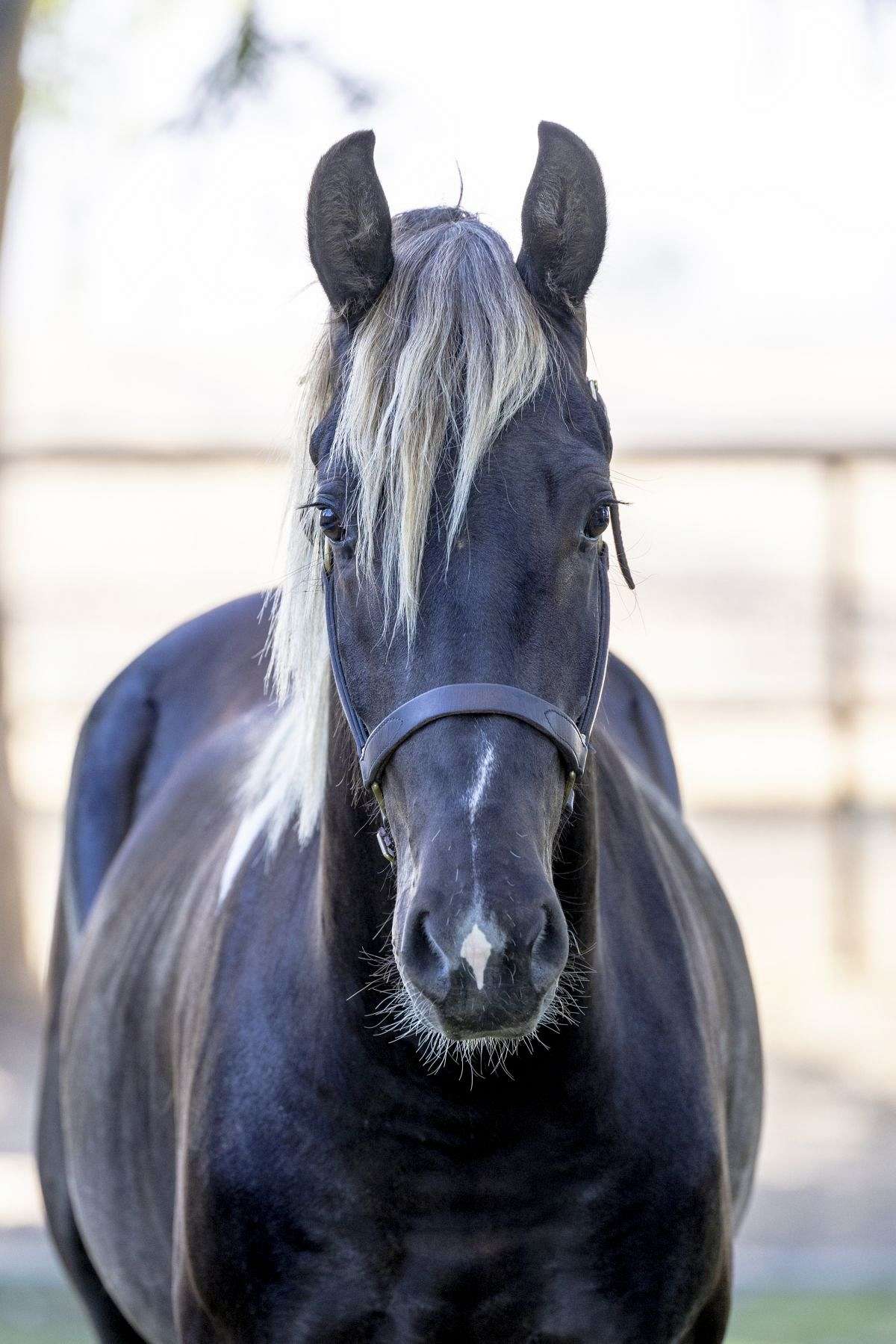 Saint George- Silver Dapple Colt Friesian
