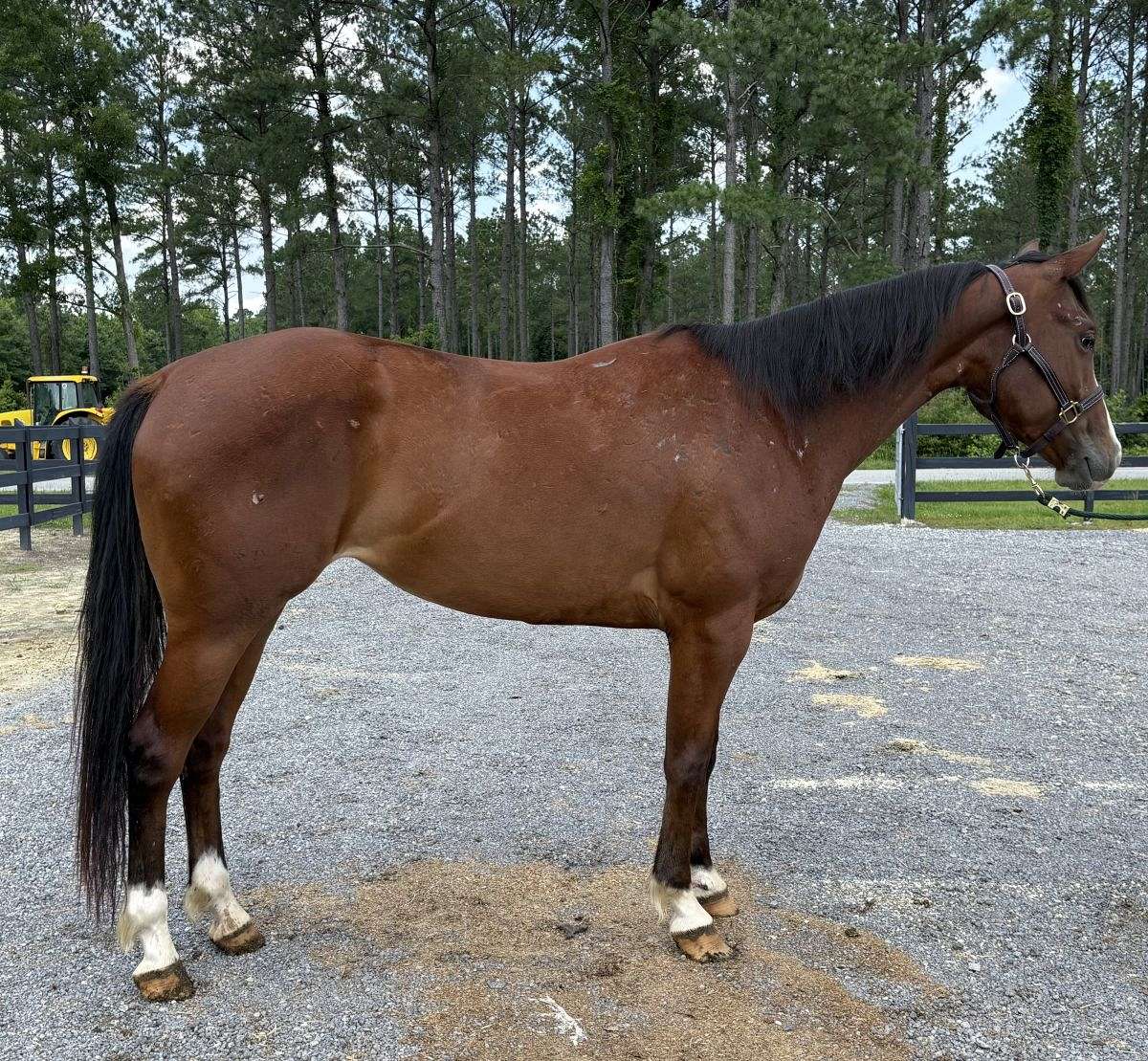 Bay QH Mare