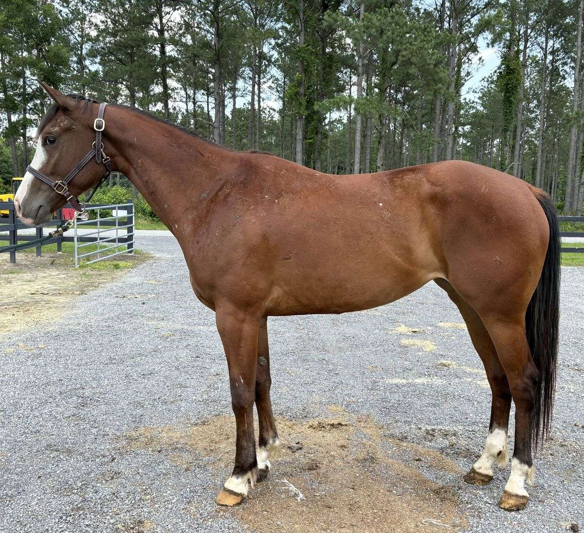 Bay QH Mare