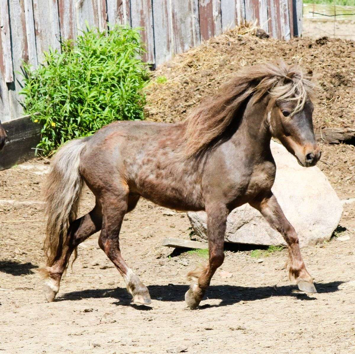 35" Showy Gelding