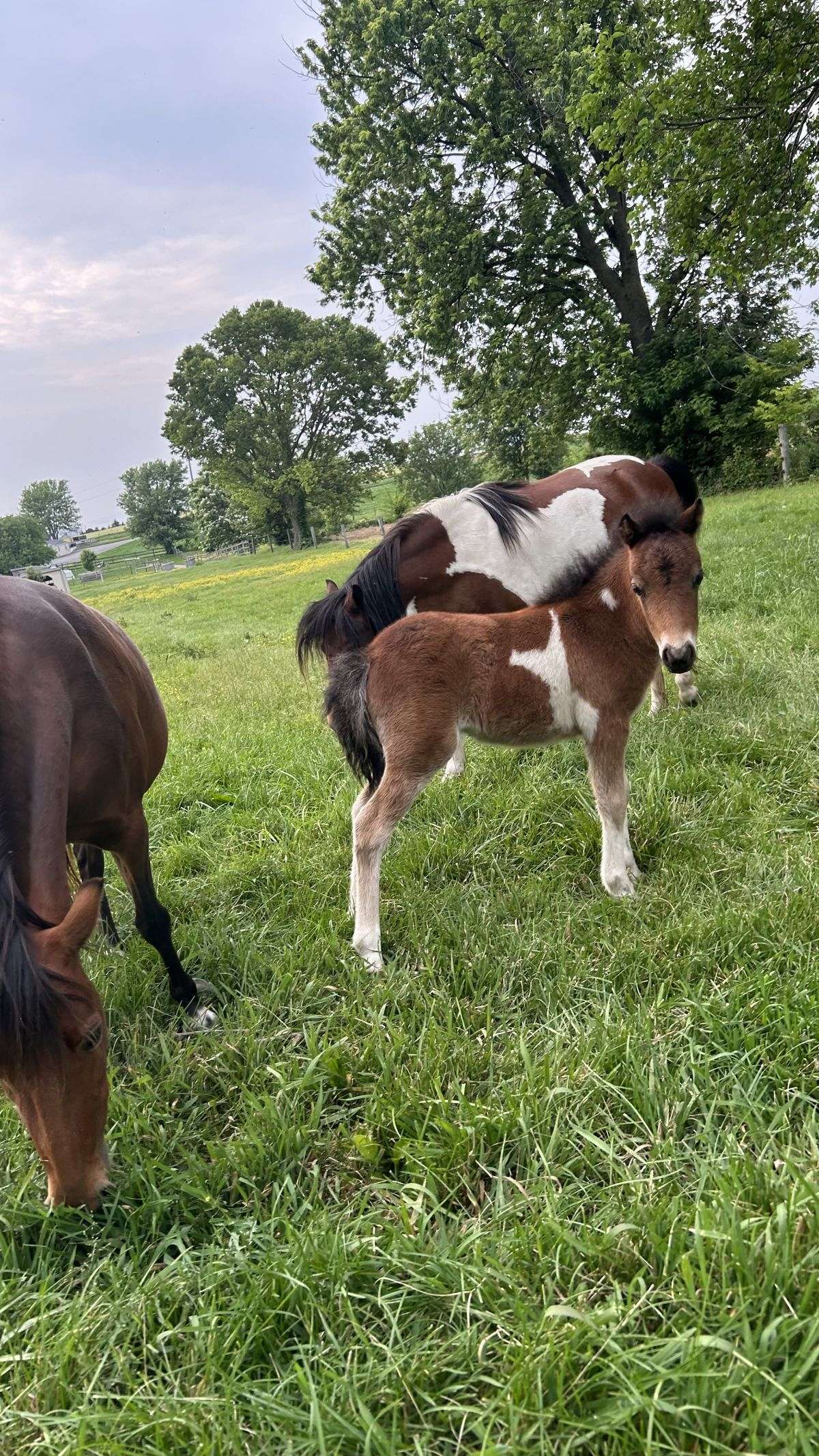Brielle, Beautiful Filly for Sale