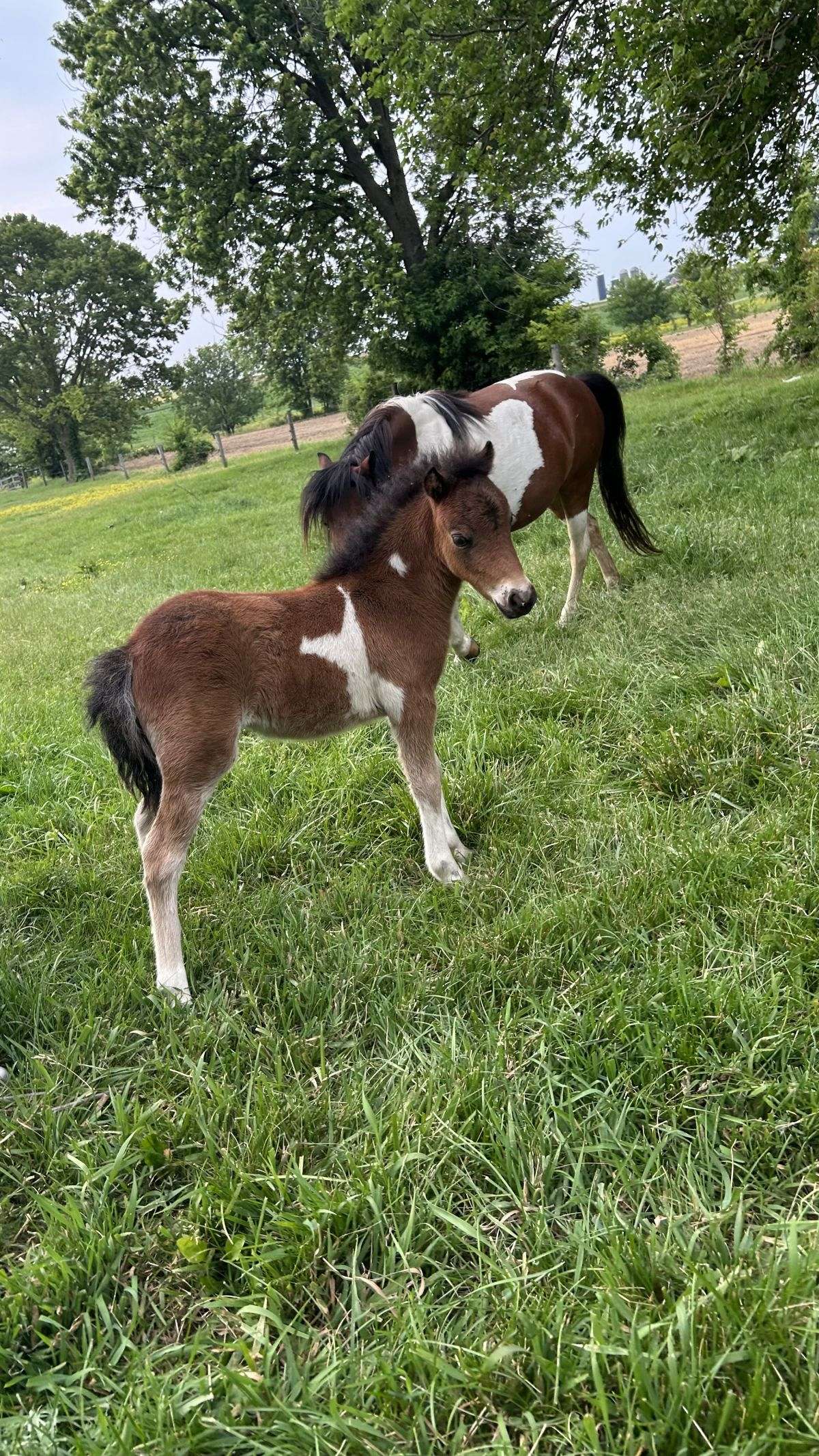 Brielle, Beautiful Filly for Sale