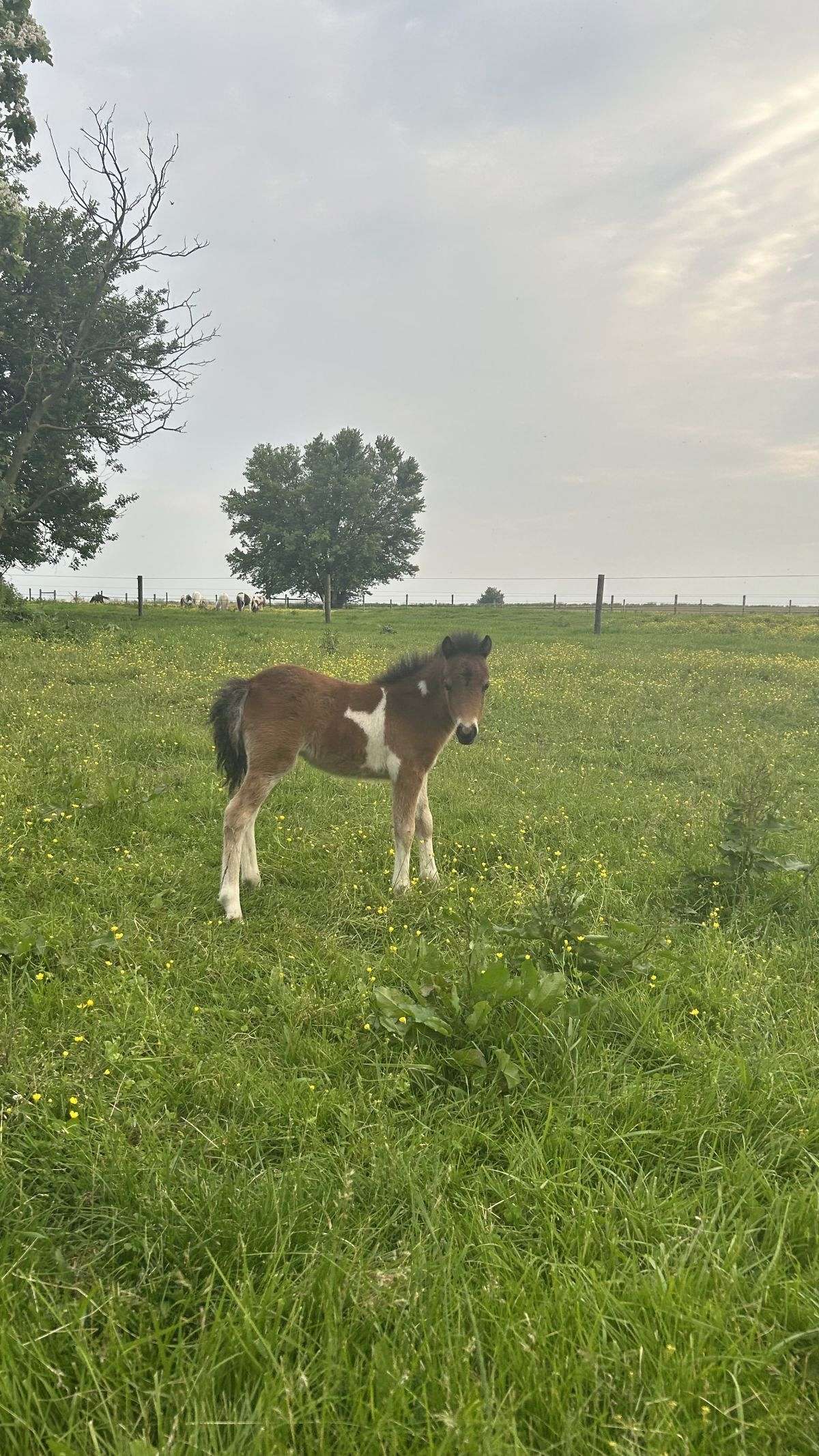 Brielle, Beautiful Filly for Sale