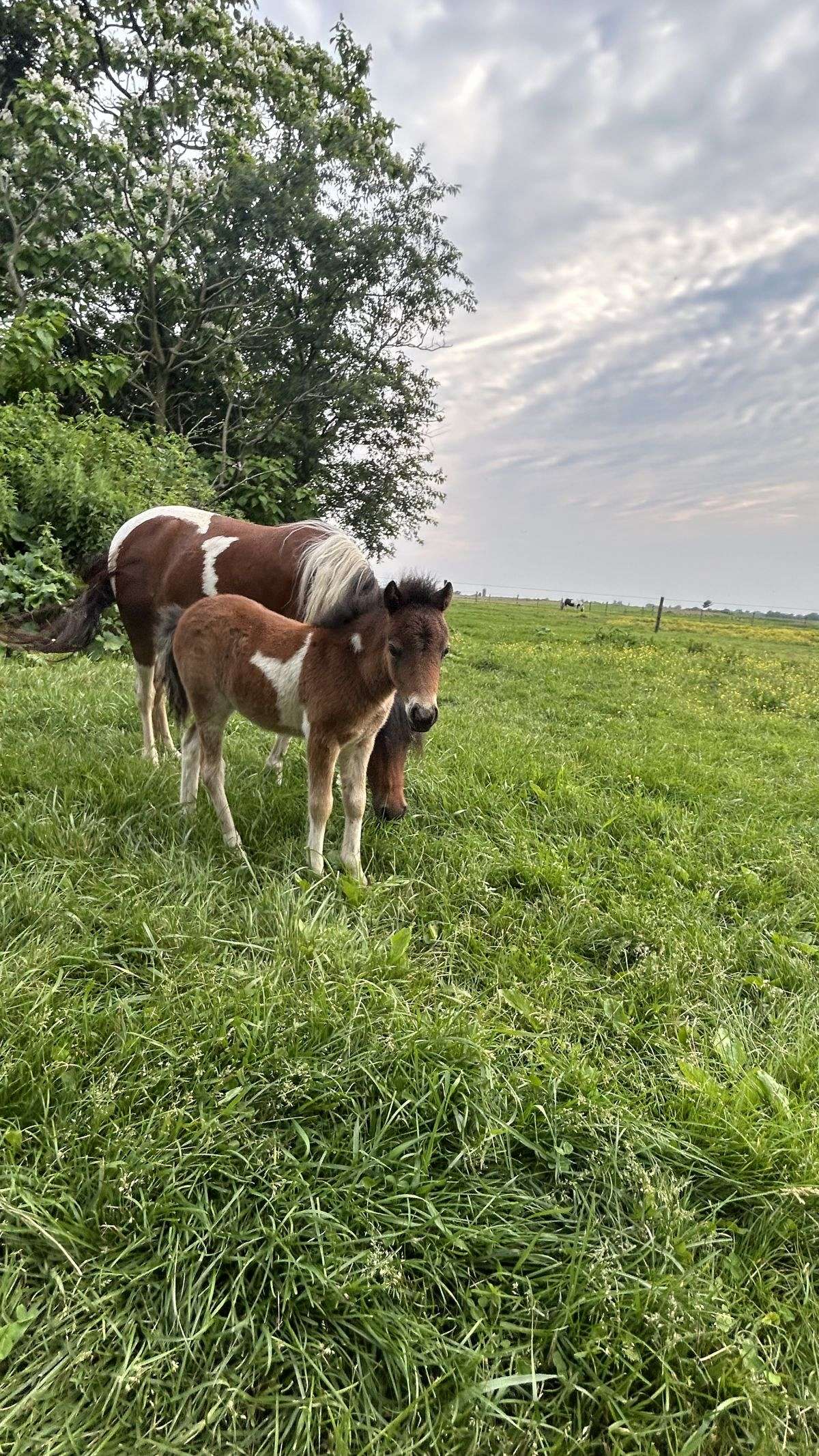 Brielle, Beautiful Filly for Sale