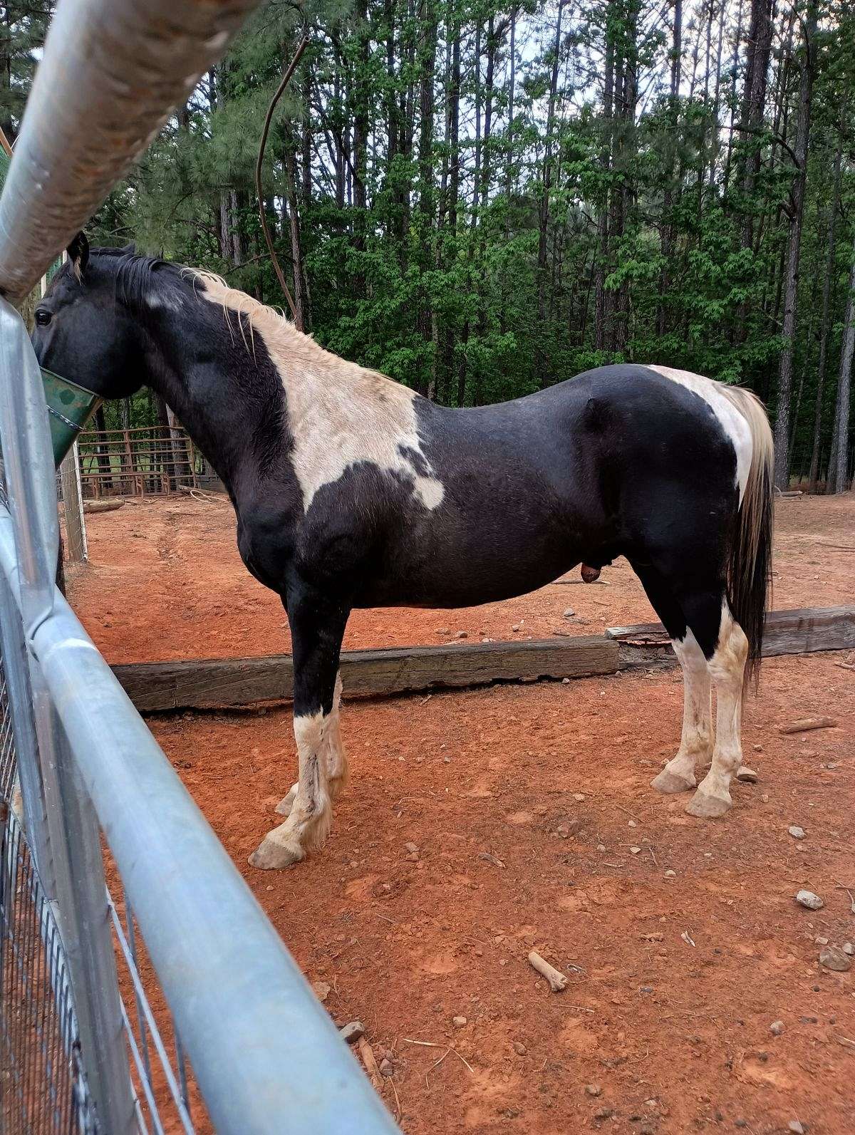 Beautiful APHA Stallion
